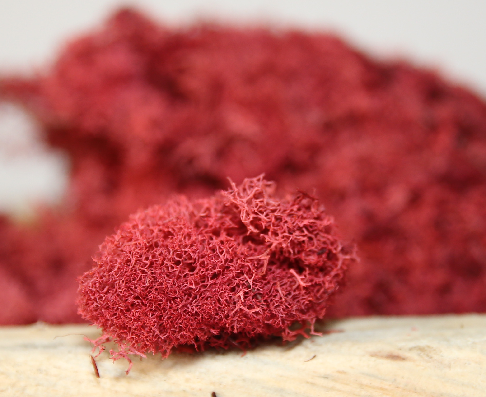 Colored Deer Moss - $10.00 : Forever Green Art, Preserved Plants for ...